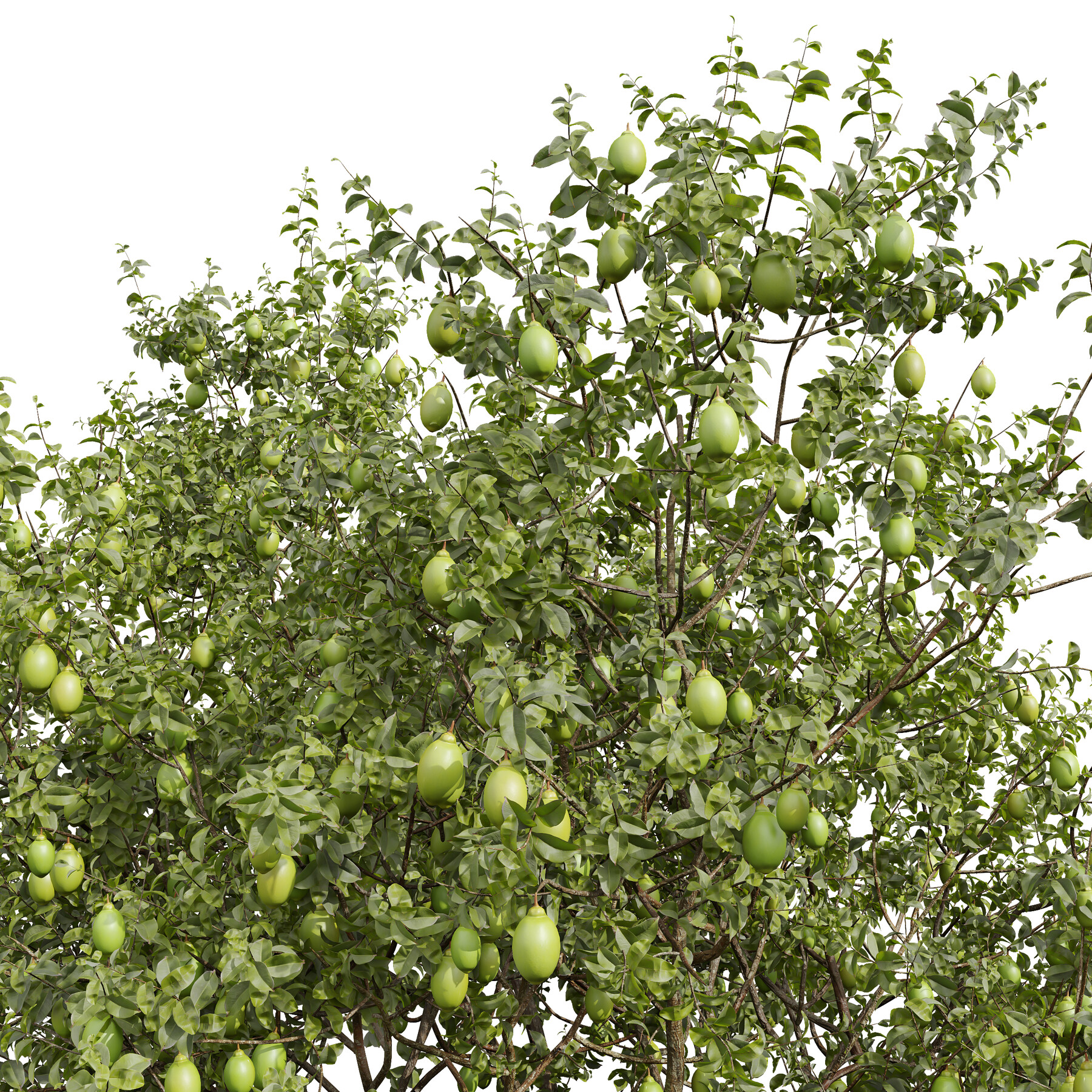 ArtStation - Citrus Meyer Lemon Fruit Tree | Resources