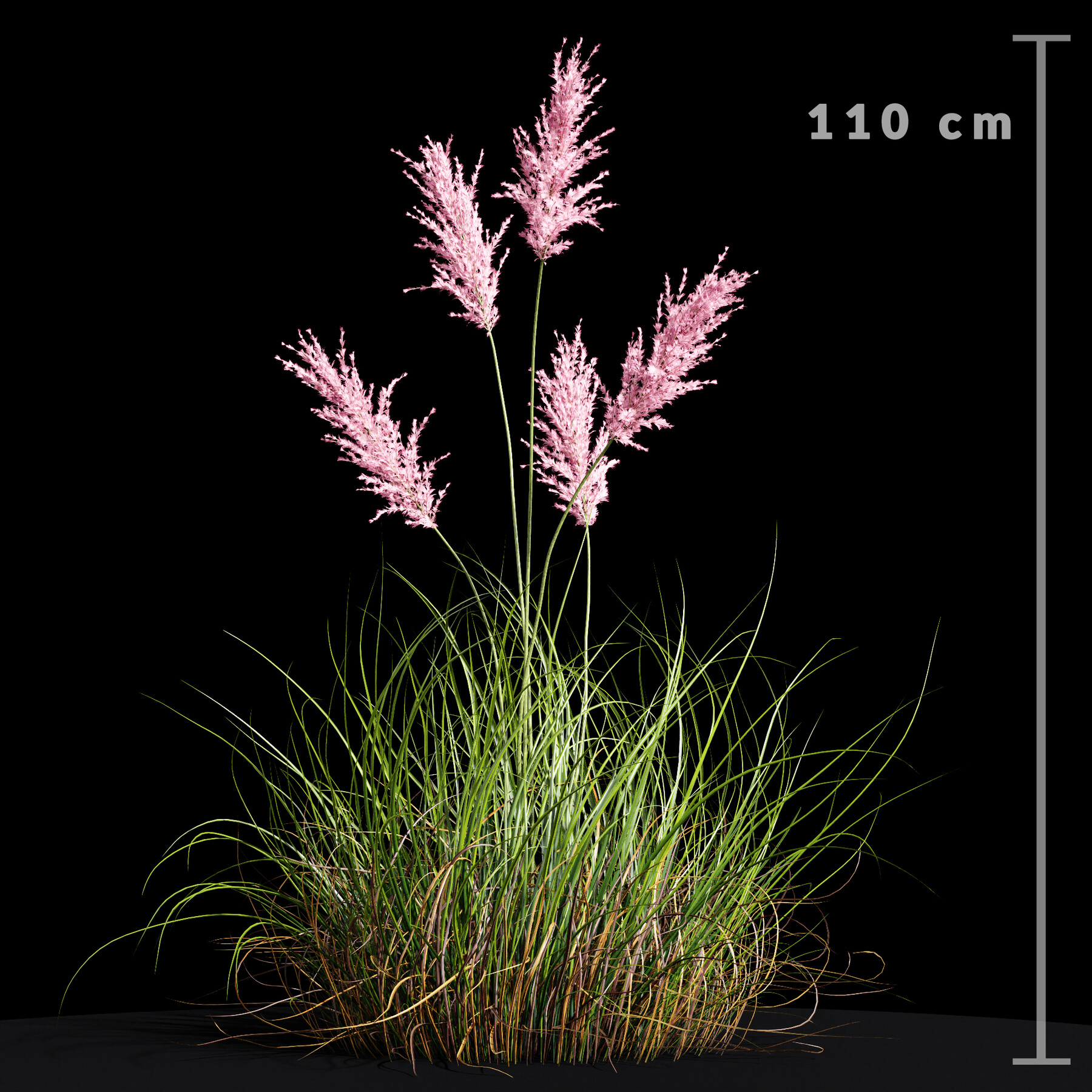 ArtStation - Cortaderia dioecious Selloana Grass | Resources