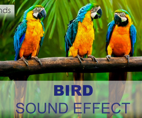 ArtStation - Birds Sound Effects | Game Assets