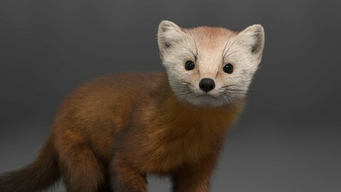 ArtStation - American Marten Animated | VFX Grace | Game Assets