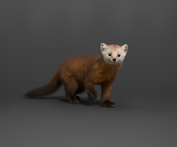 ArtStation - American Marten Animated | VFX Grace | Game Assets