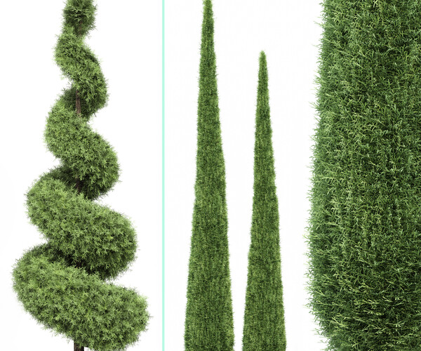 ArtStation - Beloved Italian Cypress and Italian Pencil Cypress and ...