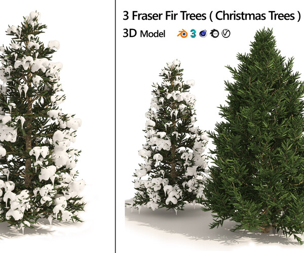 ArtStation - 3 summer and winter Fraser Fir Christmas Trees | Resources