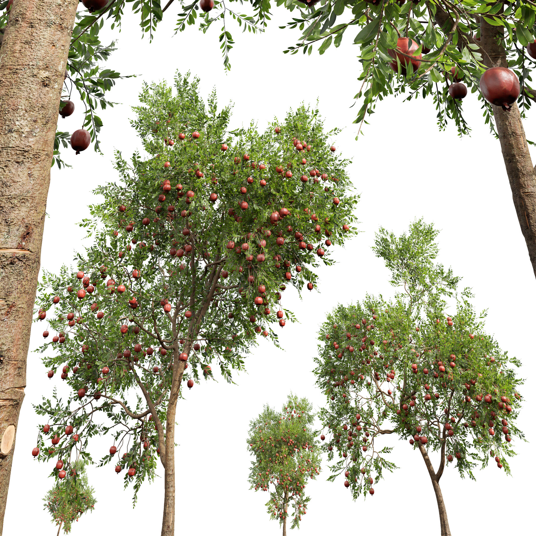 ArtStation - Punica Granatum Pomegranate-Prunus Salicina Plum Pflaume ...