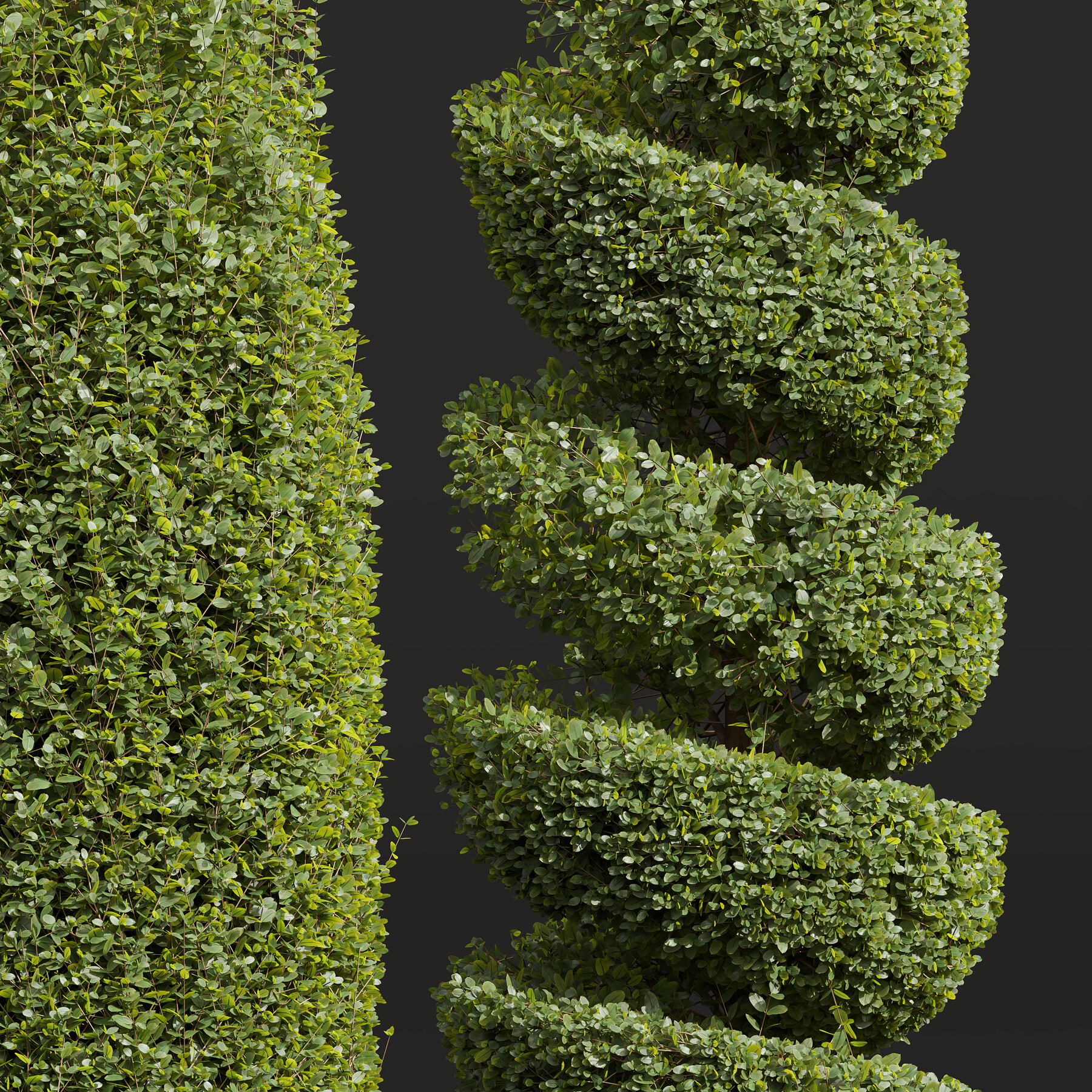 ArtStation - New Plant Ficus Concinna Bonsai Pruned03 | Resources