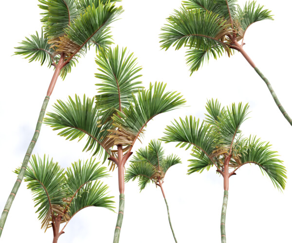 ArtStation - Cyrtostachys Renda Medium 5Tree | Resources