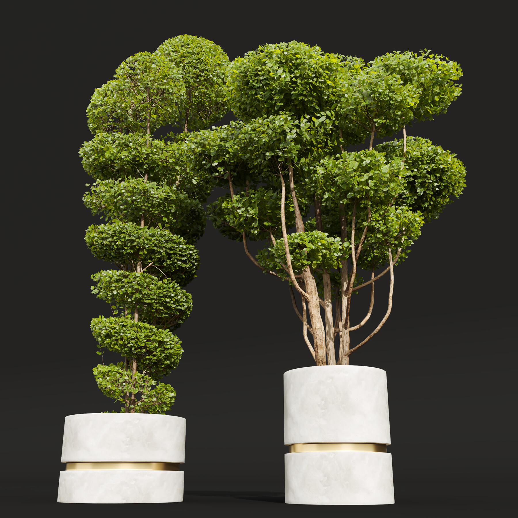 ArtStation - New Plant Ficus Concinna Bonsai Pruned Pot | Resources
