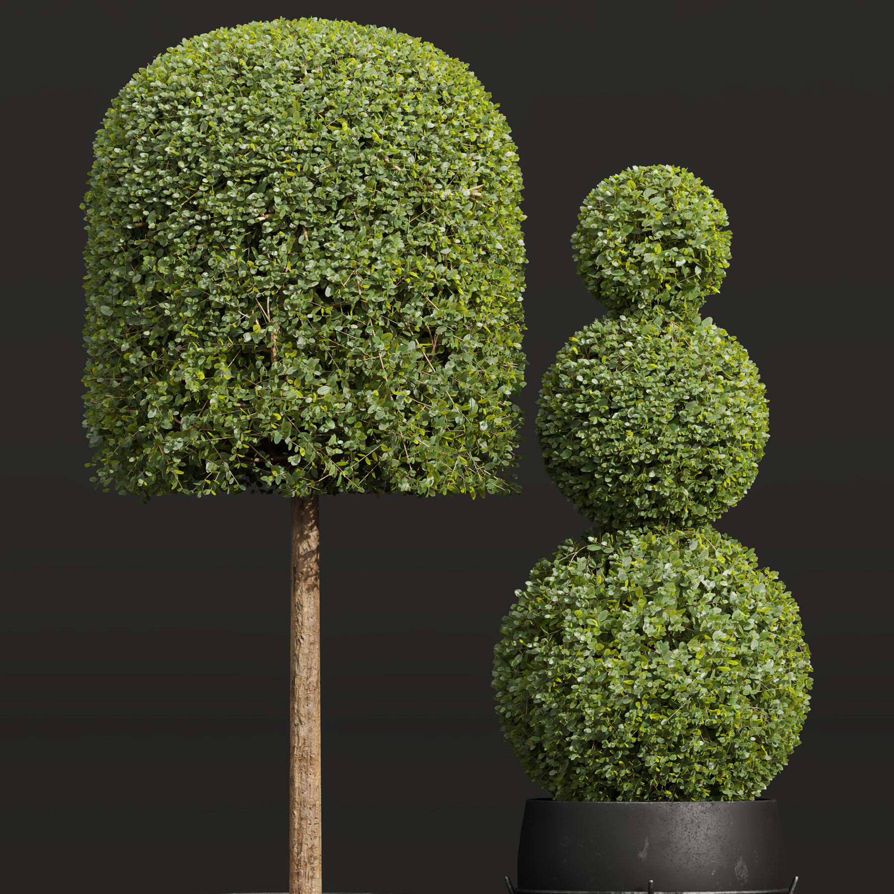 ArtStation - New Plant Ficus Concinna Bonsai Pruned08 | Resources