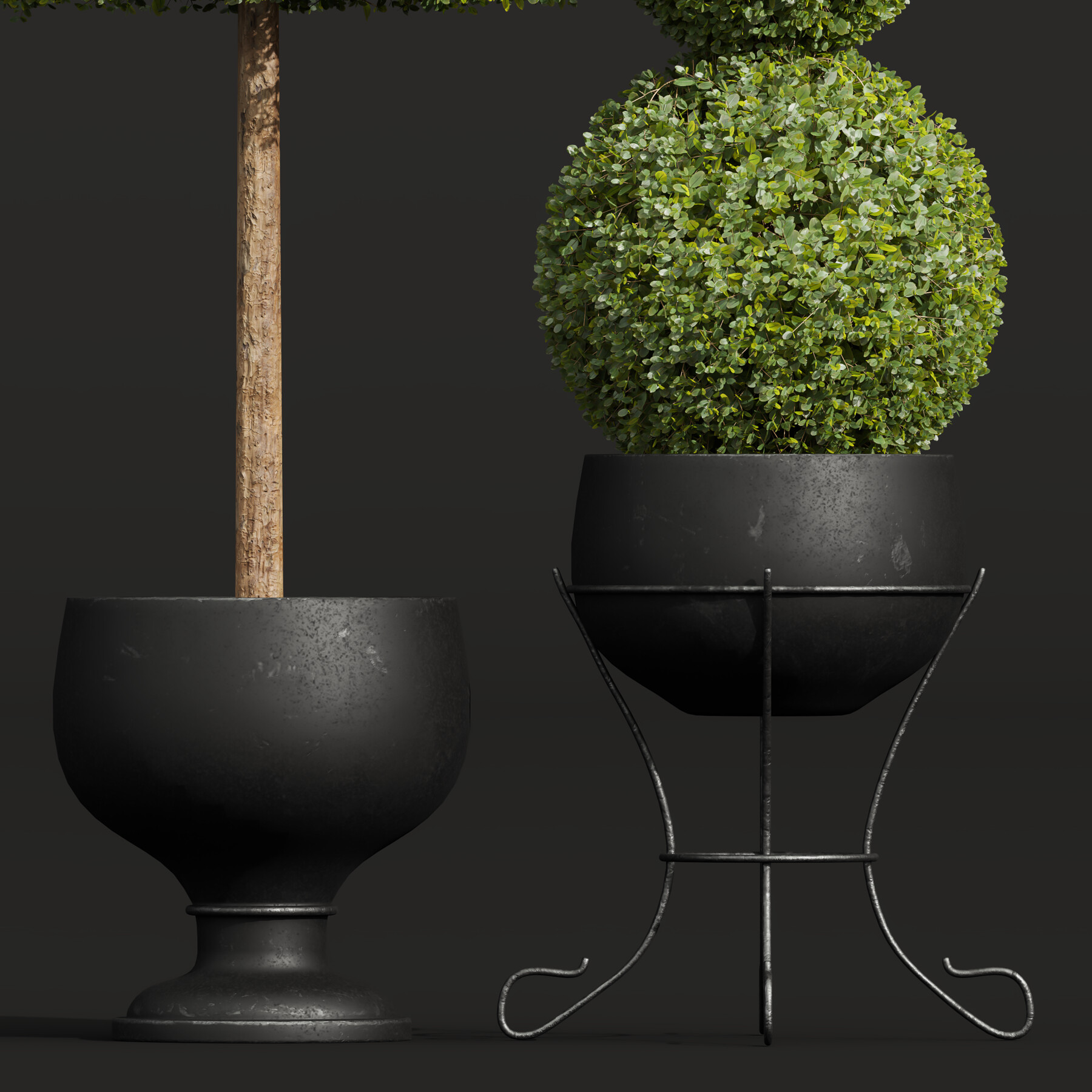 ArtStation - New Plant Ficus Concinna Bonsai Pruned08 | Resources