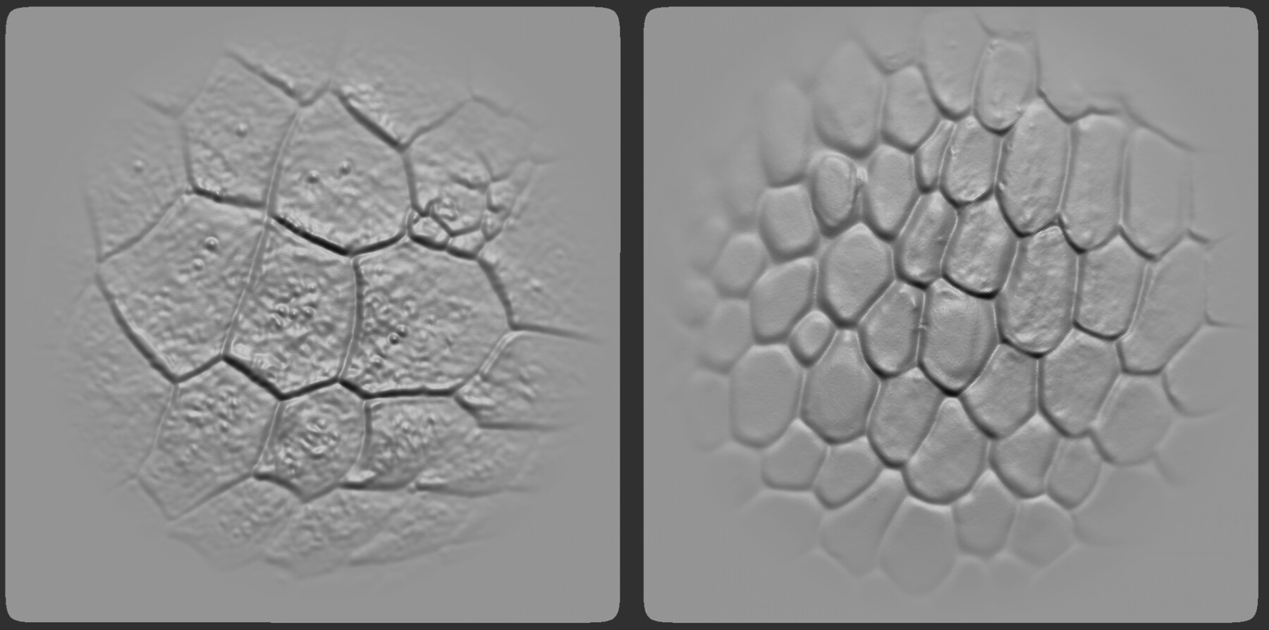 ArtStation - Reptile Scales / Skin Alphas V3 (45 Alphas) [Lizard ...