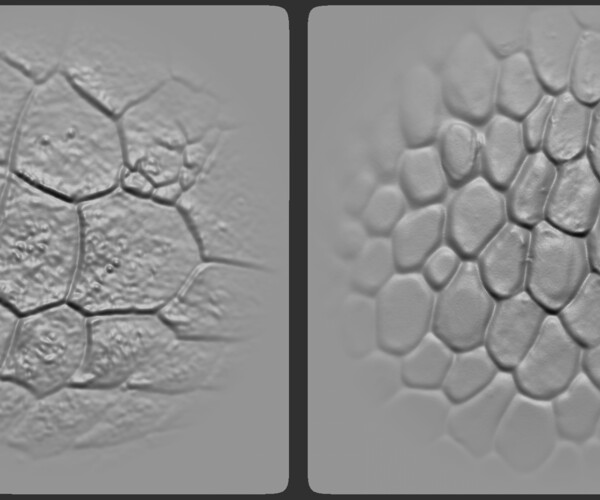 ArtStation - Reptile Scales / Skin Alphas V3 (45 Alphas) [Lizard ...