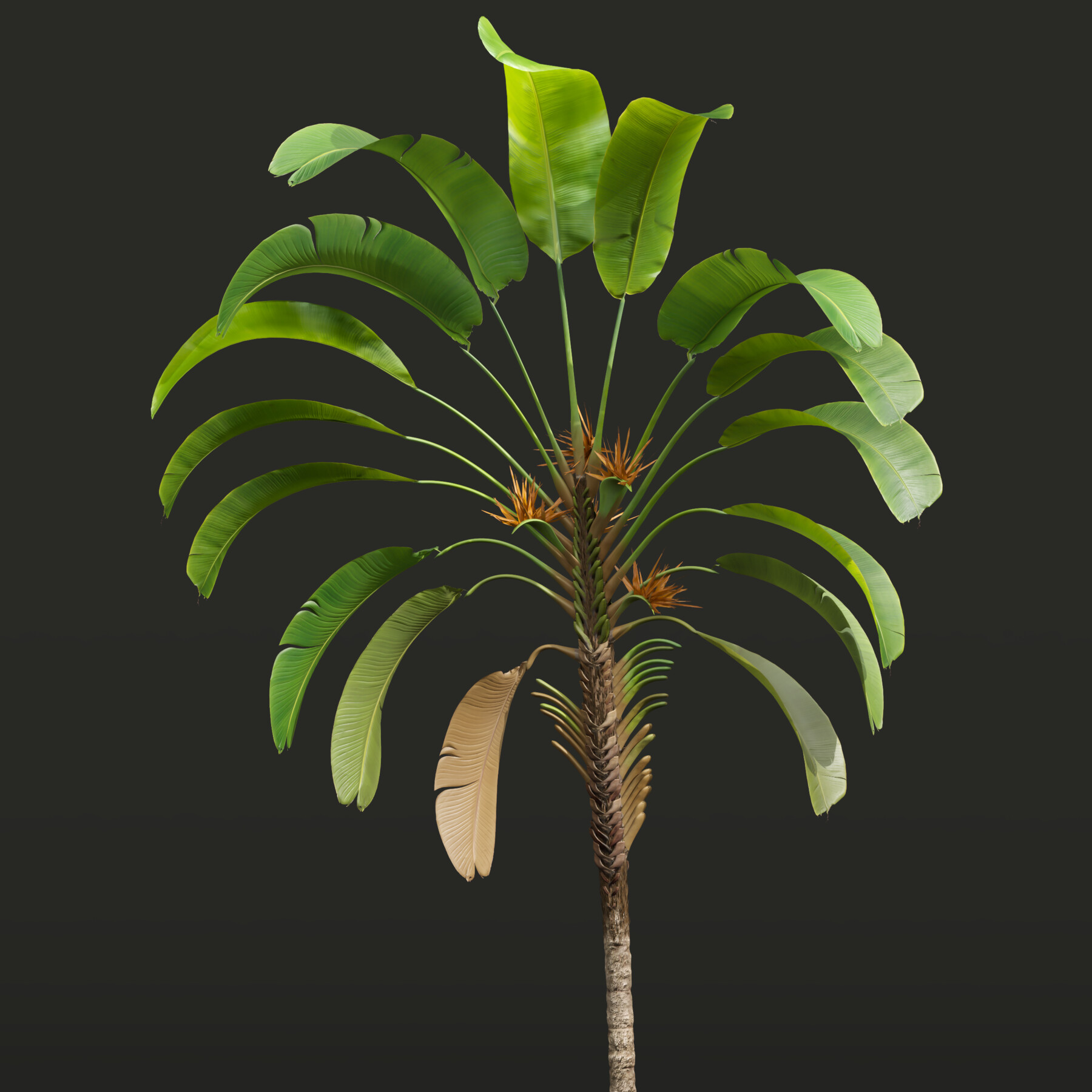 ArtStation - Strelitzia Nicolai 5 Tree | Resources
