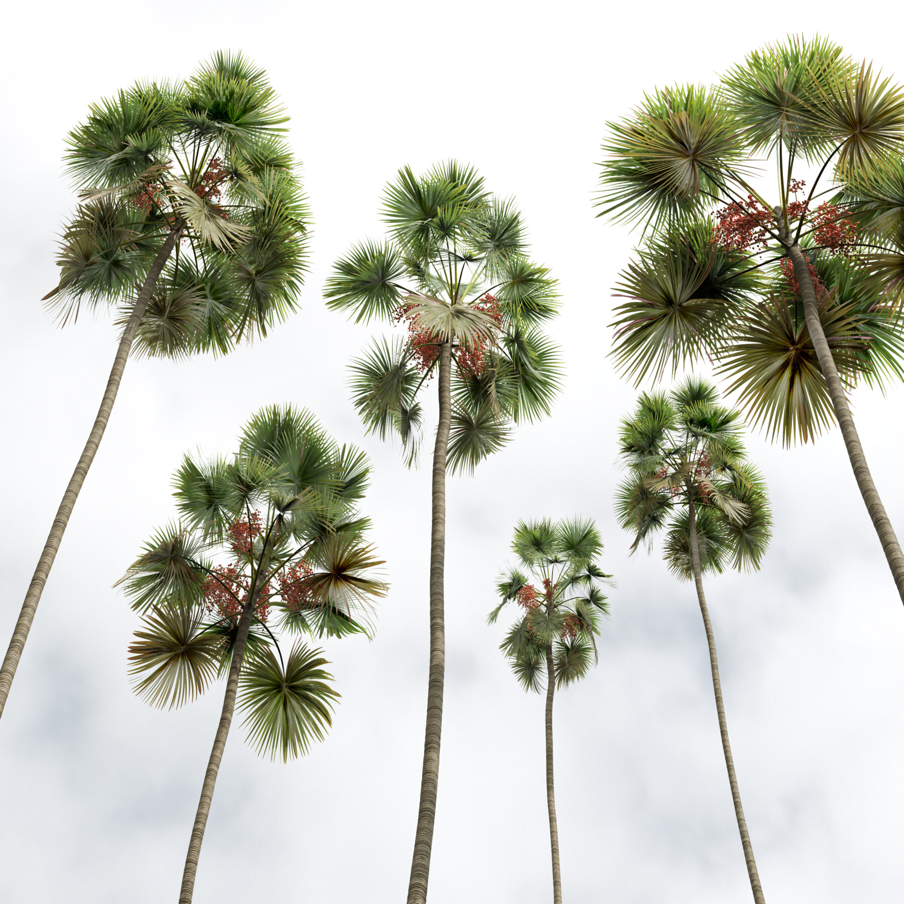 ArtStation - Saribus Rotundifolius 4Diffrent Fruit Tree | Resources