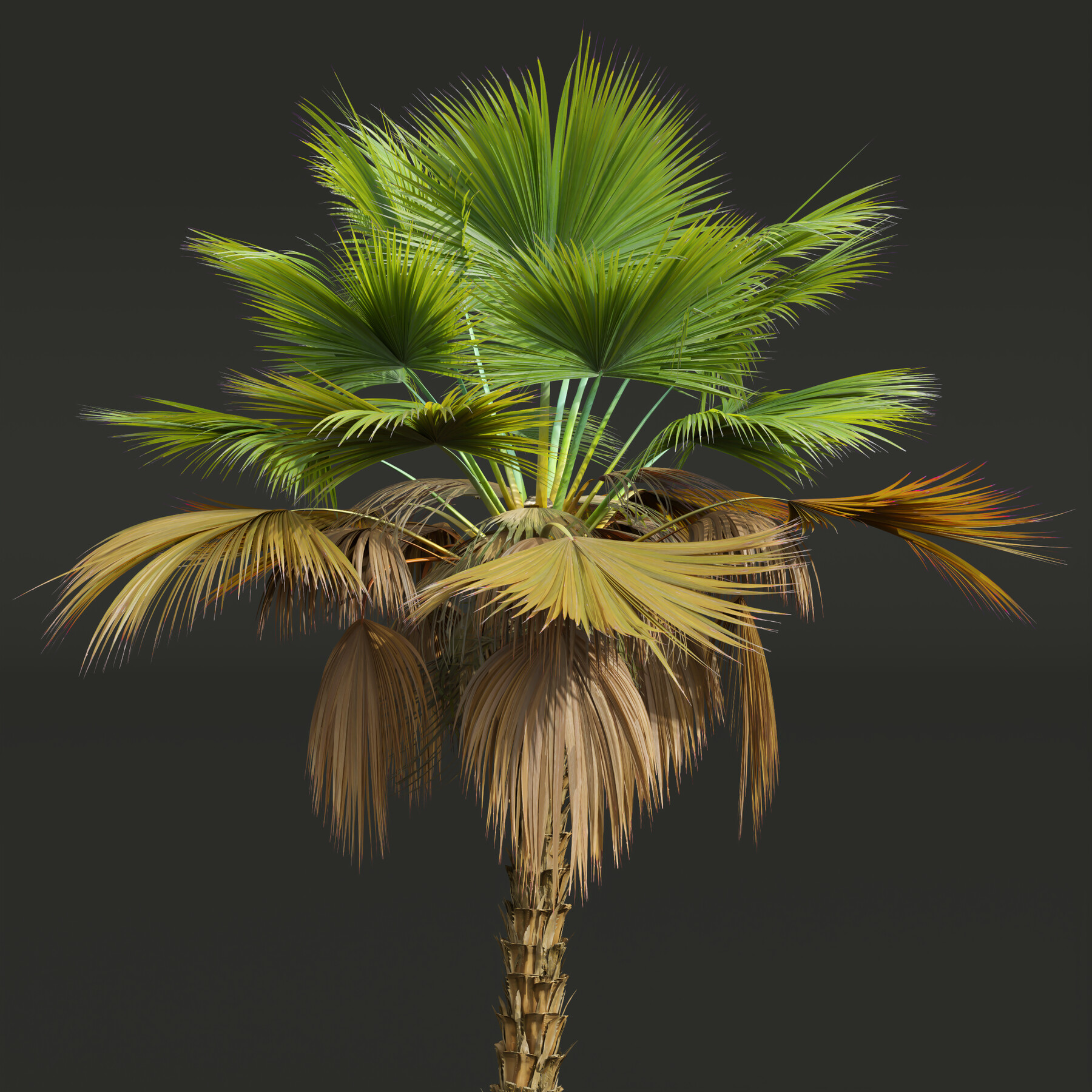 ArtStation - Pritchardia Pacifica Medium 5Diffrent Tree | Resources