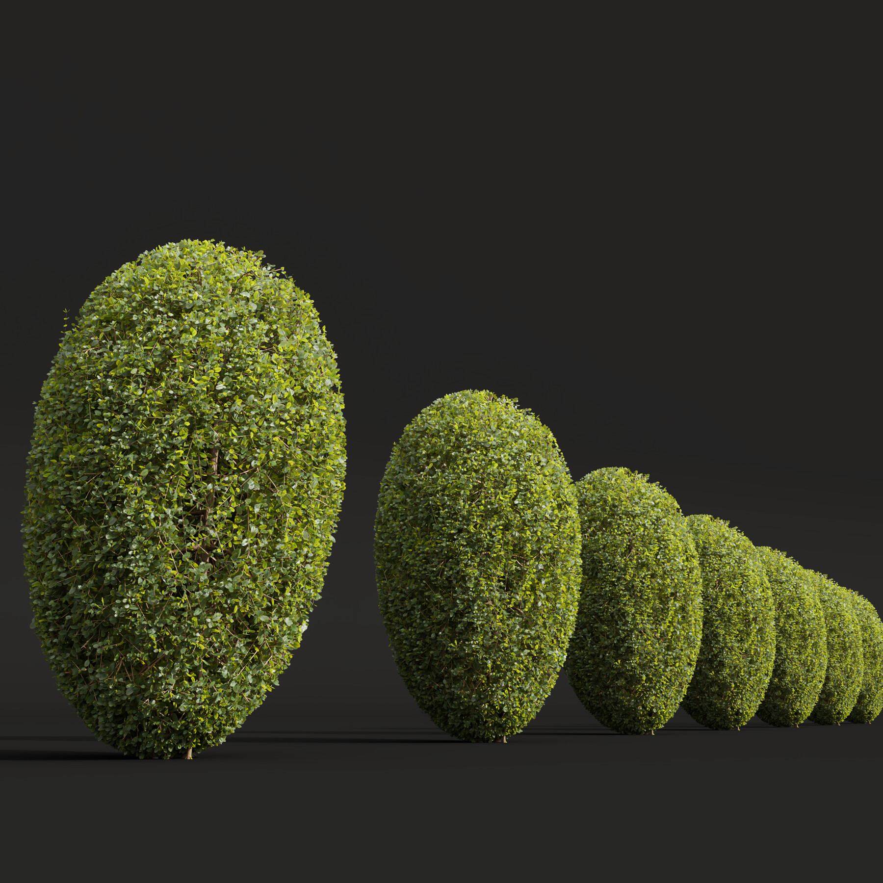 ArtStation - New Plant Ficus Concinna Bonsai Pruned04 | Resources