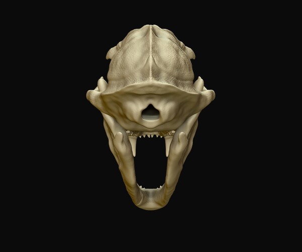 ArtStation - Bear Skull | Resources
