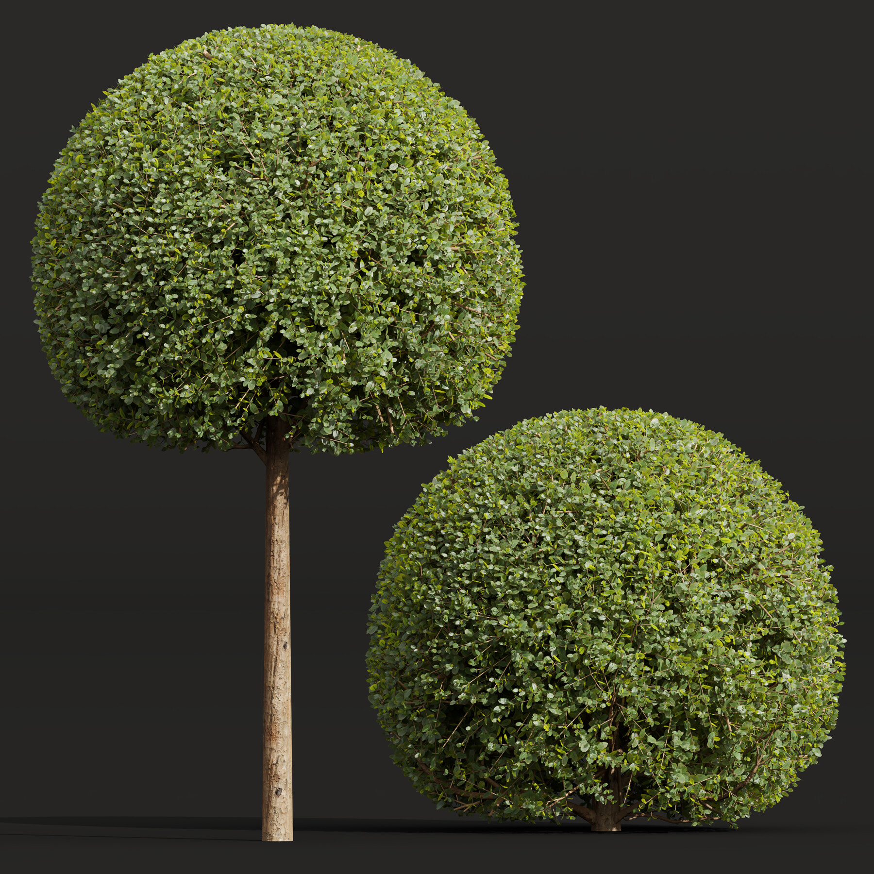 ArtStation - New Plant Ficus Concinna Bonsai Pruned06 | Resources