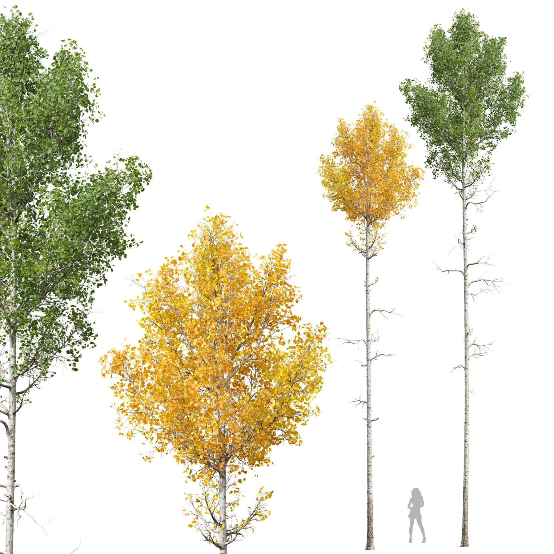 ArtStation - New Plant High detail Populus Tremuloides03 | Resources