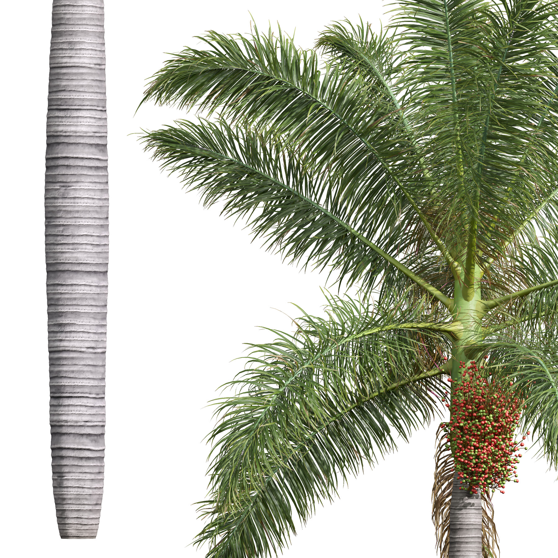 ArtStation - New Plant High detail Roystonea Regia Medium Fruit | Resources