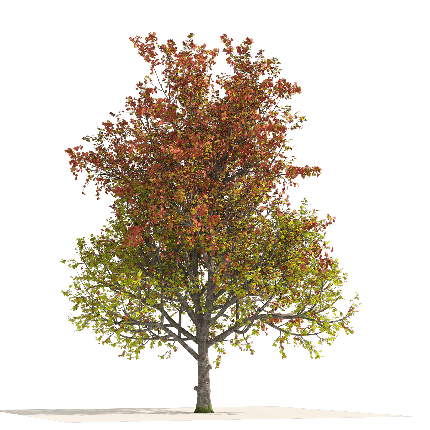 ArtStation - 3 colored autumn mountain maple tree | Resources