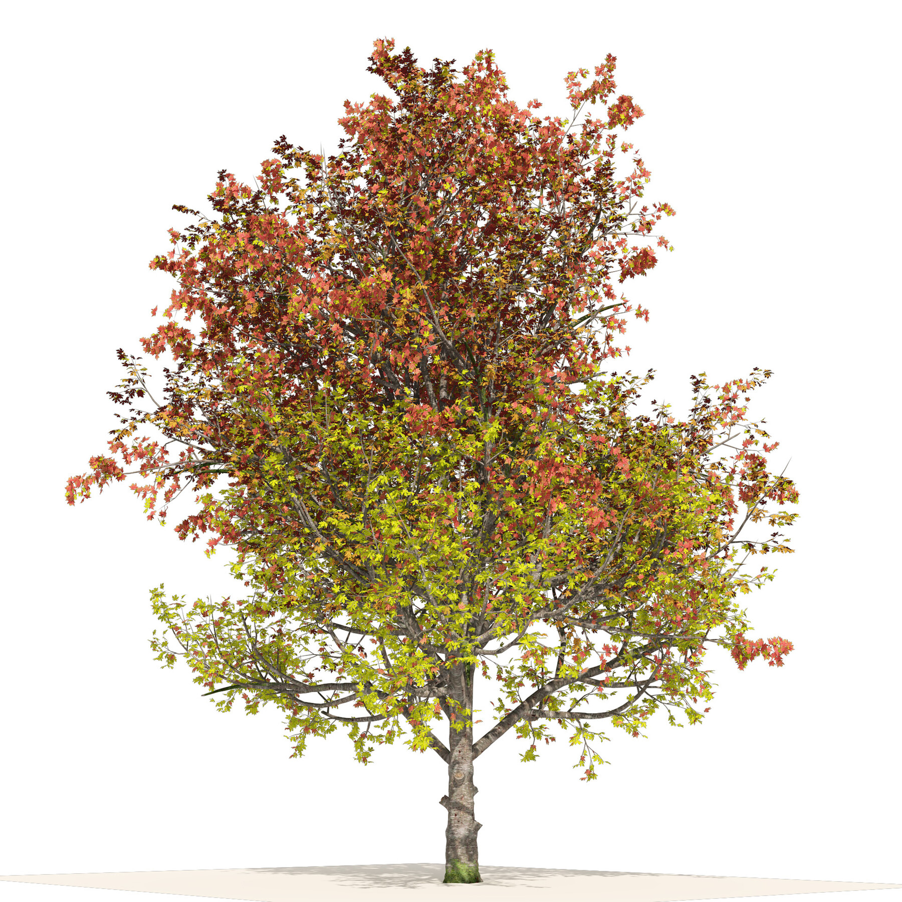 ArtStation - 3 colored autumn mountain maple tree | Resources