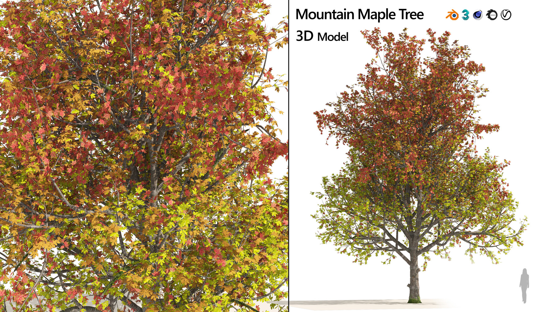 ArtStation - 3 colored autumn mountain maple tree | Resources