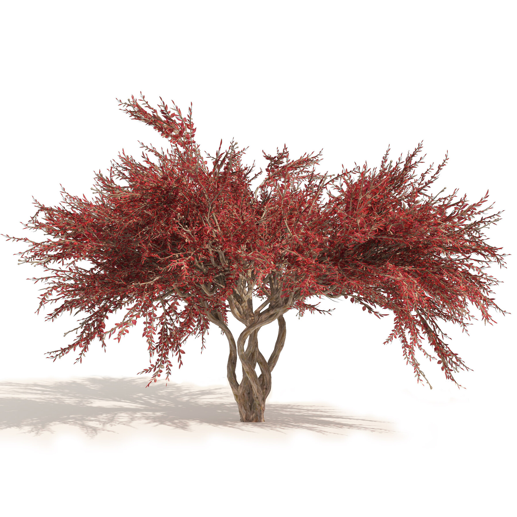 ArtStation - Lagerstroemia indica Trees | Game Assets