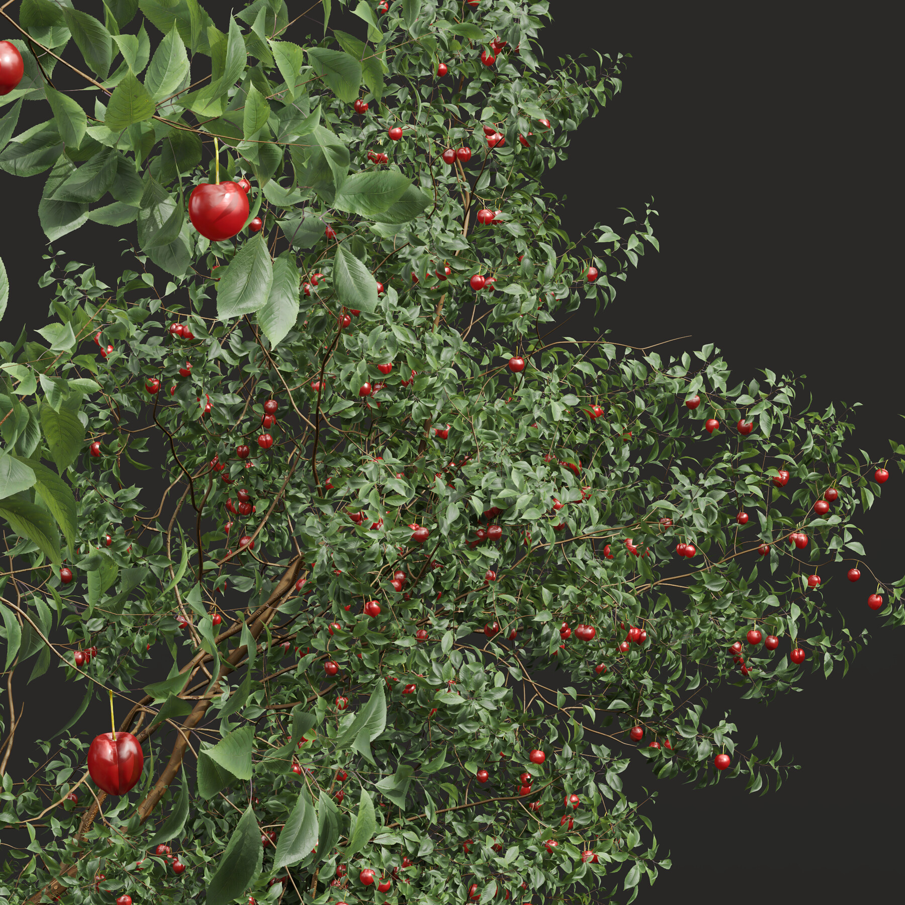 ArtStation - New Plant High detail Cerasus Pseudocerasus Cherry | Resources