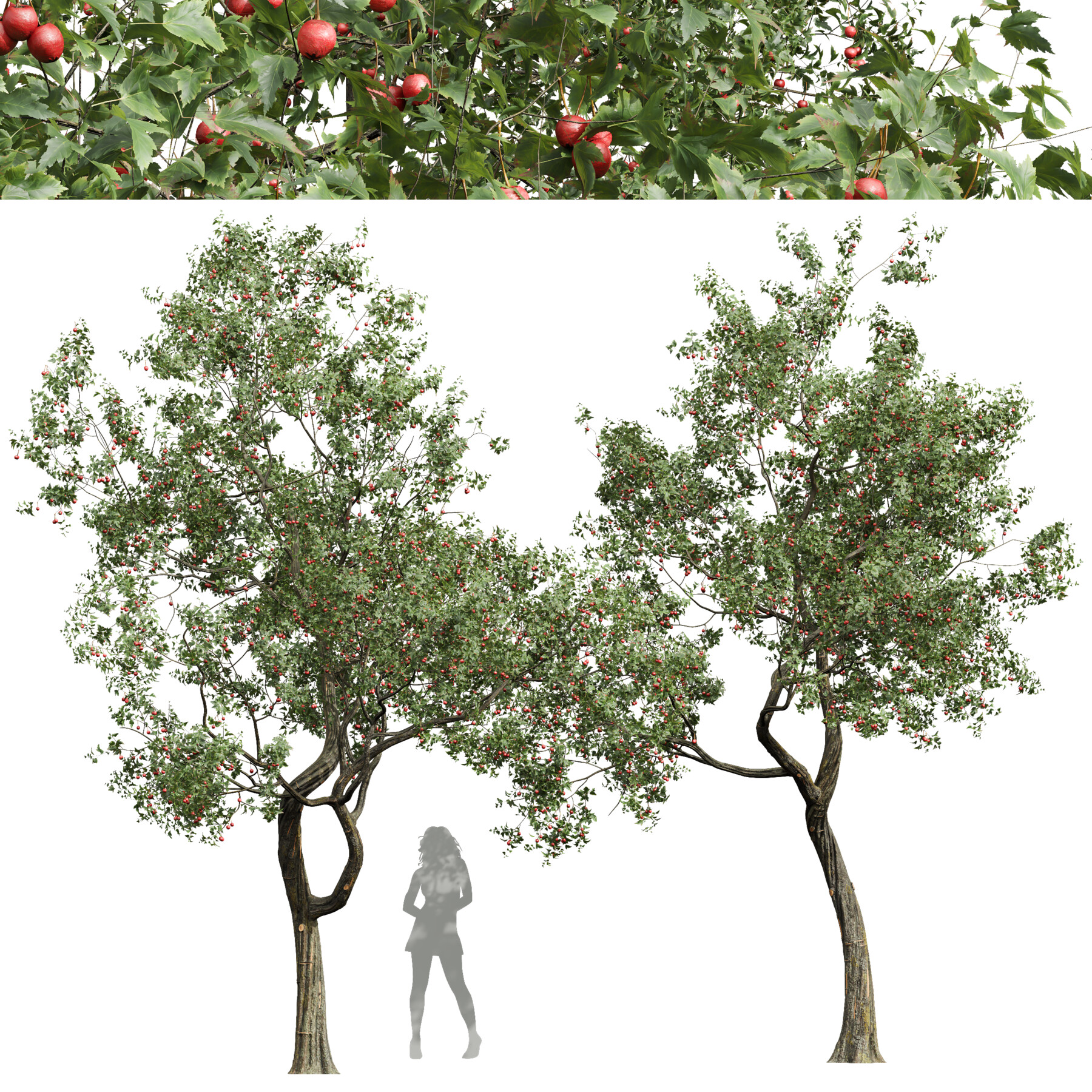ArtStation - New Plant High detail Crataegus Pinnatifida Hawthorn ...