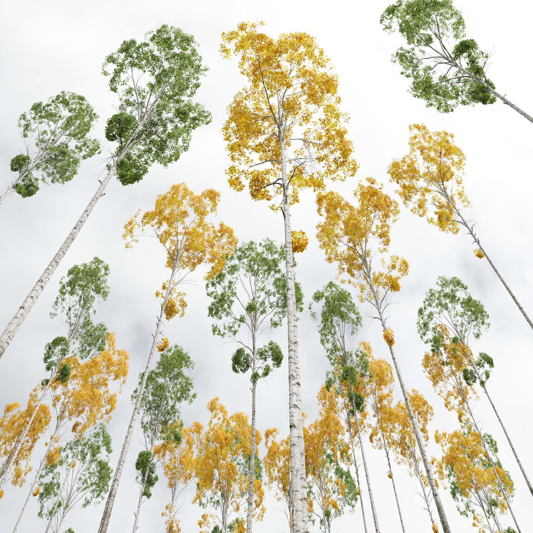 ArtStation - New Plant High detail Populus Tremuloides04 | Resources