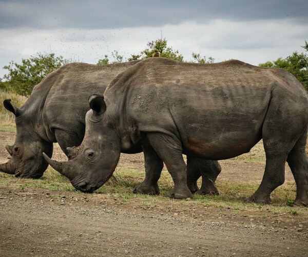 ArtStation - Wild frame Photography | Resources