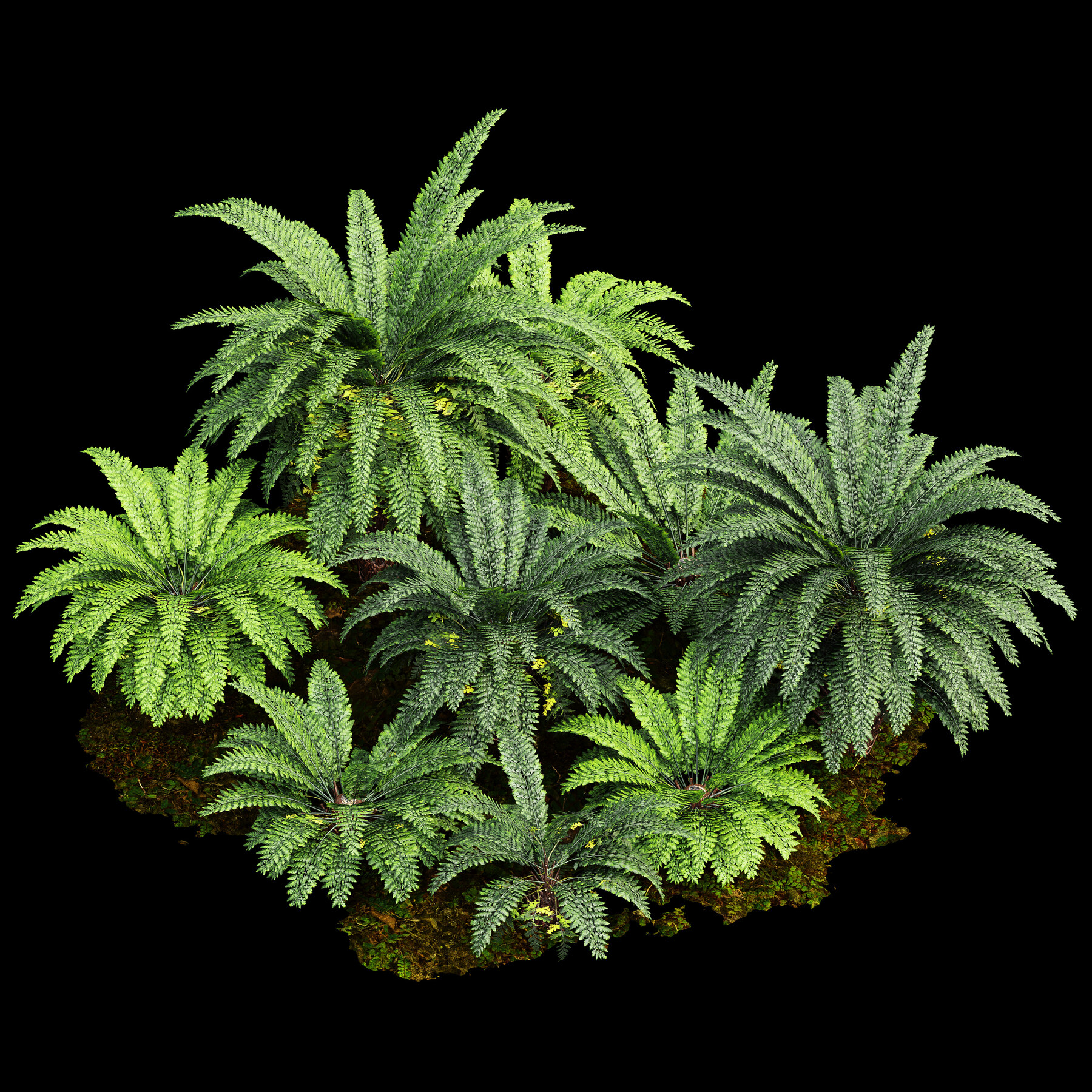 ArtStation - Forest lawn Iron Fern Plant 9Models | Resources