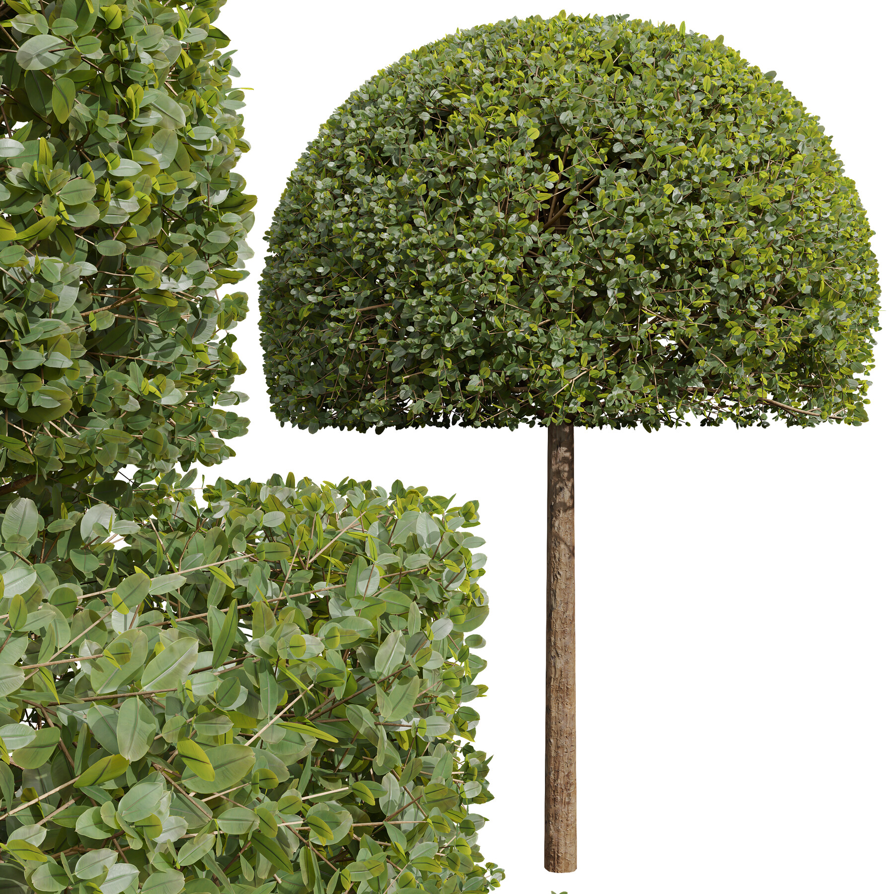 ArtStation - New Plant Ficus Concinna Bonsai Pruned05 | Resources