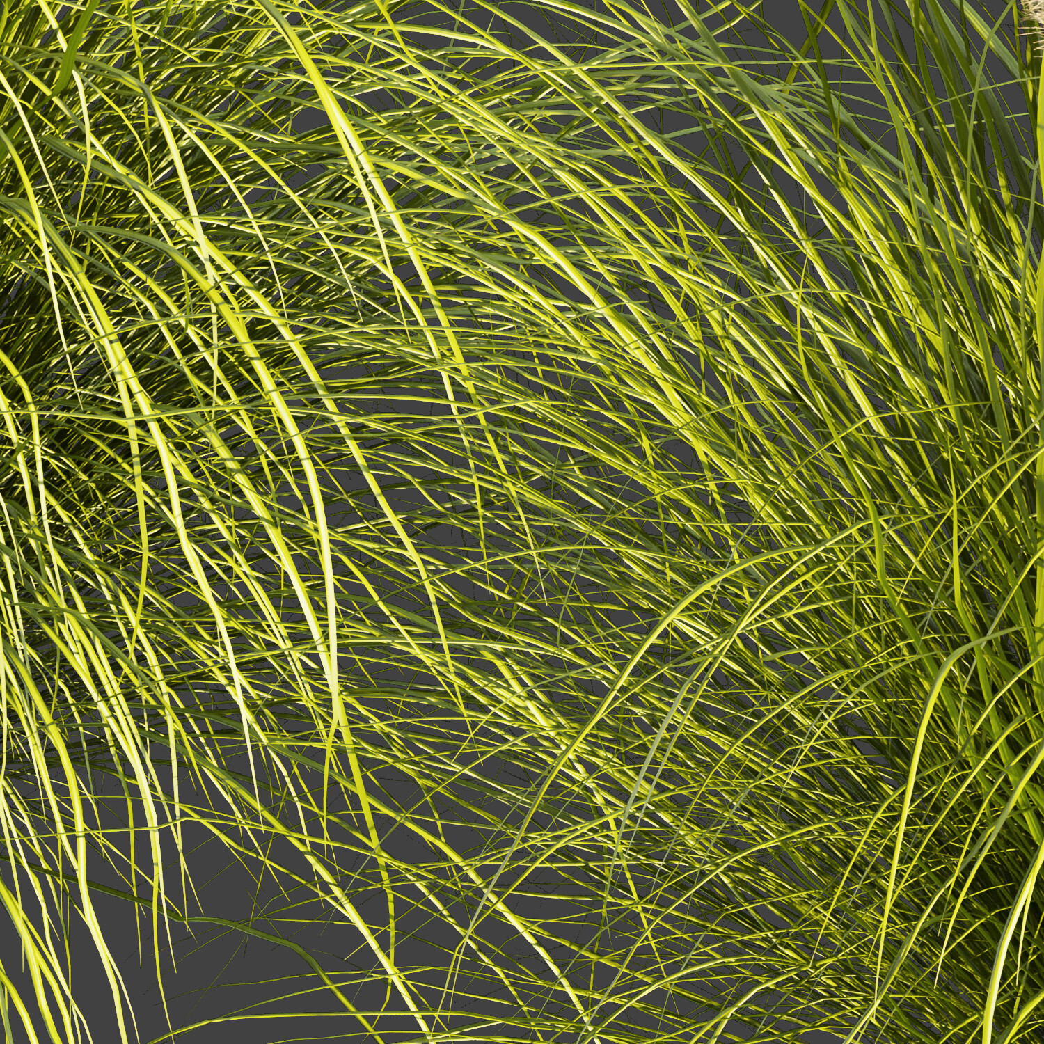 ArtStation - Collection plant vol 385 - grass - outdoor - foliage ...