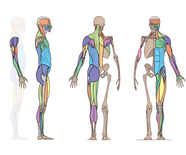 ArtStation - Artistic Anatomy Essentials | Tutorials