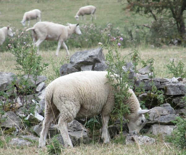 ArtStation - Sheep Photo Reference Pack | Resources