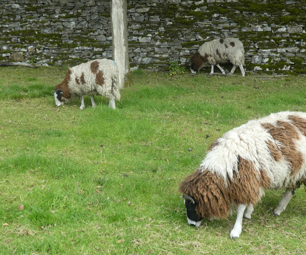 ArtStation - Sheep Photo Reference Pack | Resources