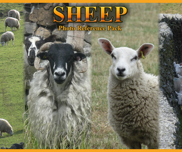 ArtStation - Sheep Photo Reference Pack | Resources