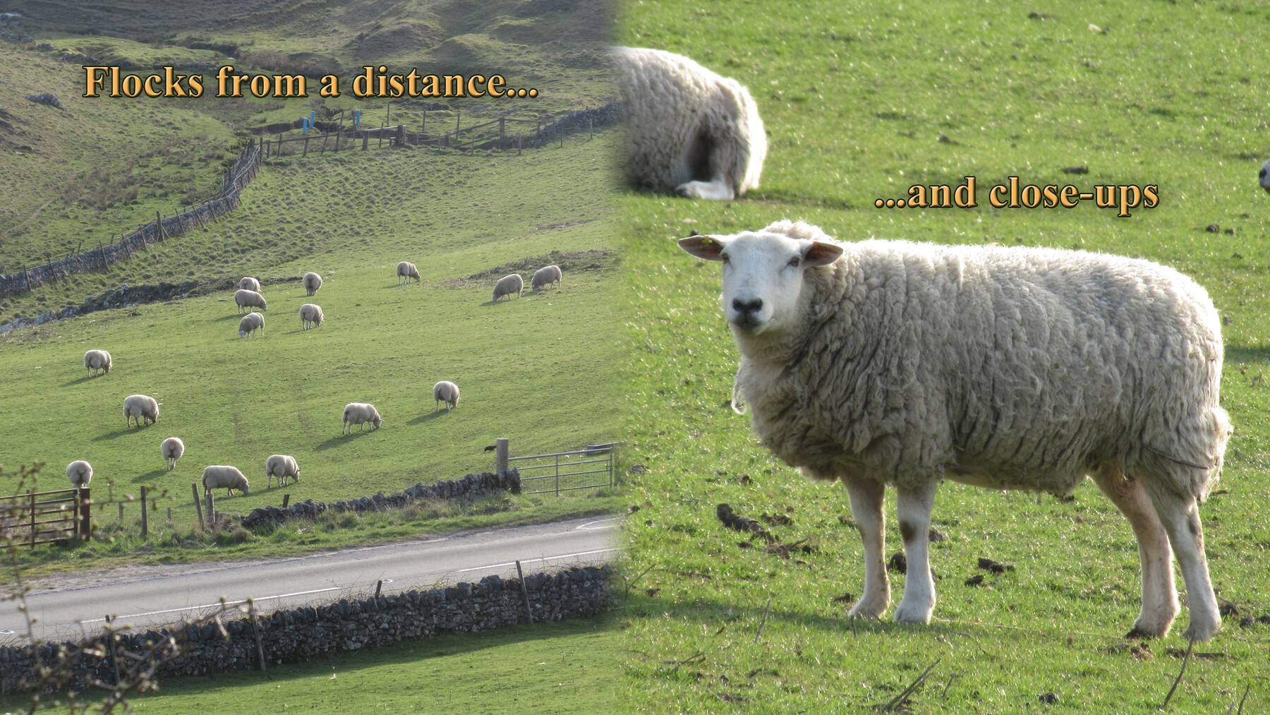 ArtStation - Sheep Photo Reference Pack | Resources