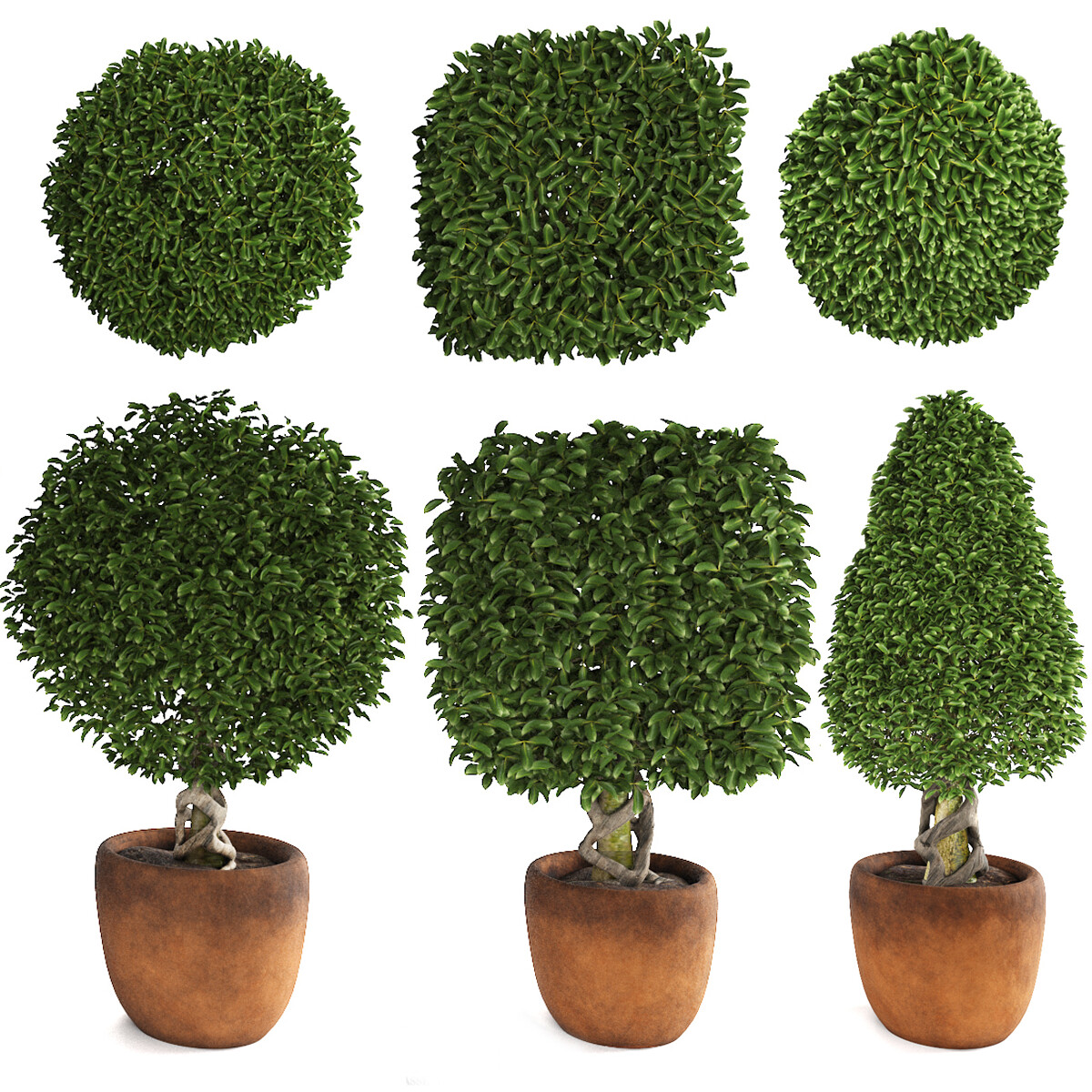 ArtStation - Collection of plants 001 Boxwood trees | Resources