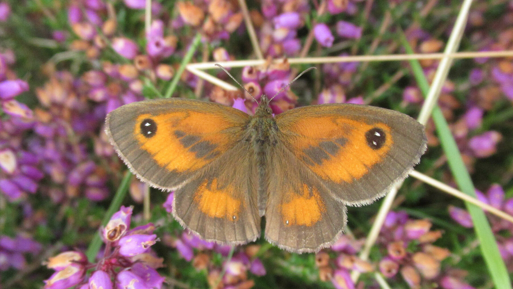 ArtStation - British Butterflies Photo Reference Pack | Resources