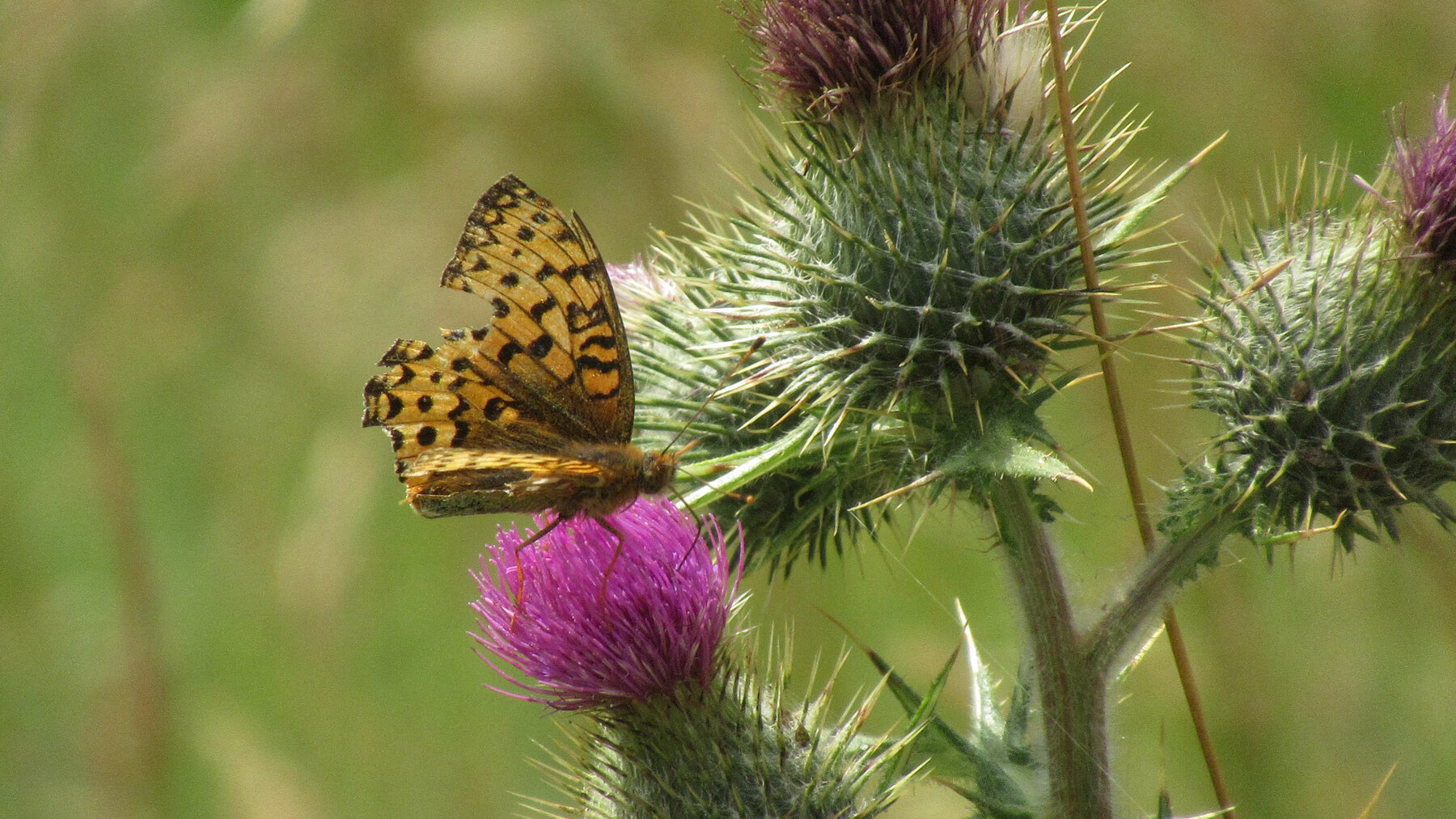 ArtStation - British Butterflies Photo Reference Pack | Resources