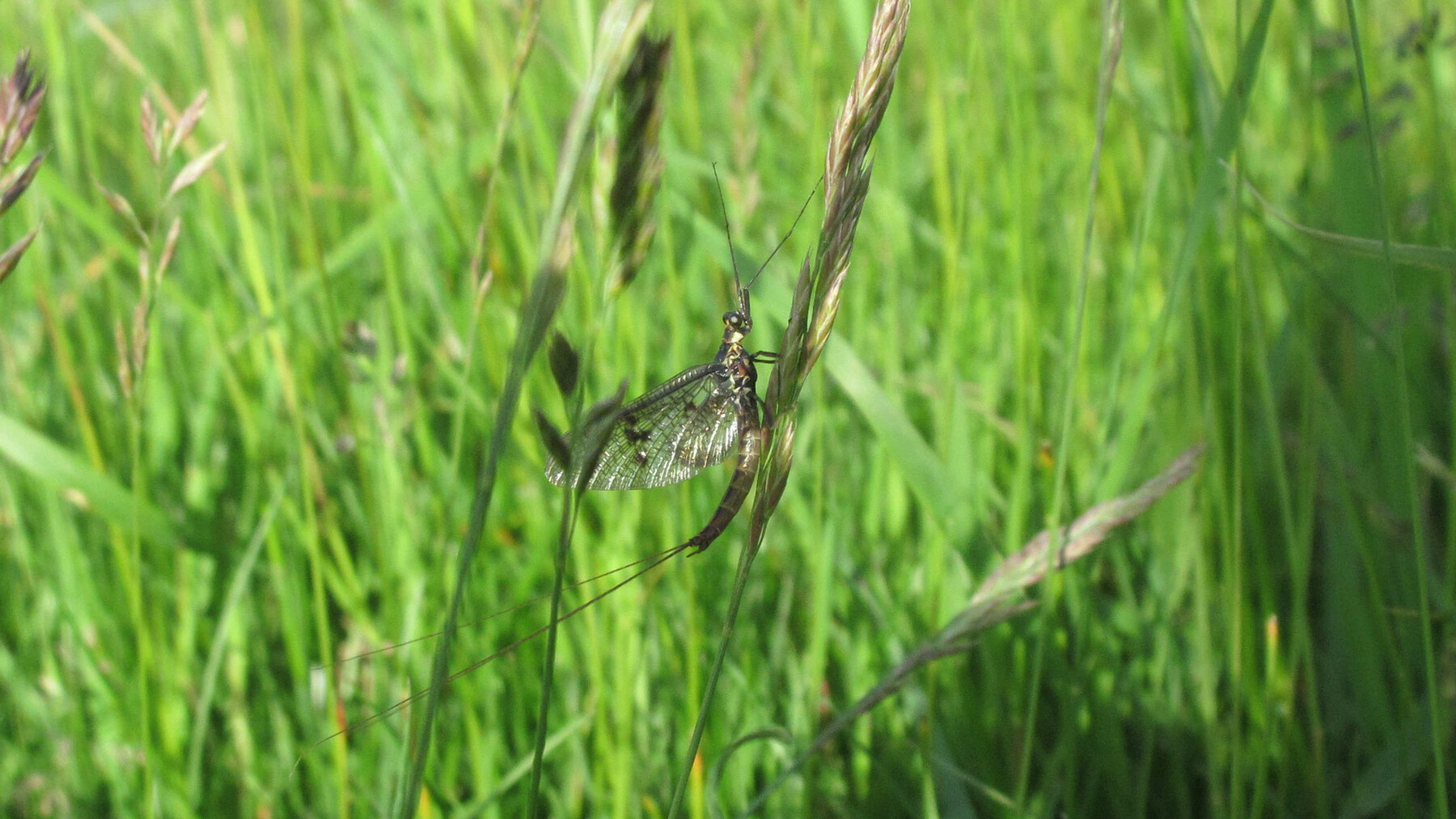 ArtStation - British Insects and Minibeasts Photo Reference Pack ...