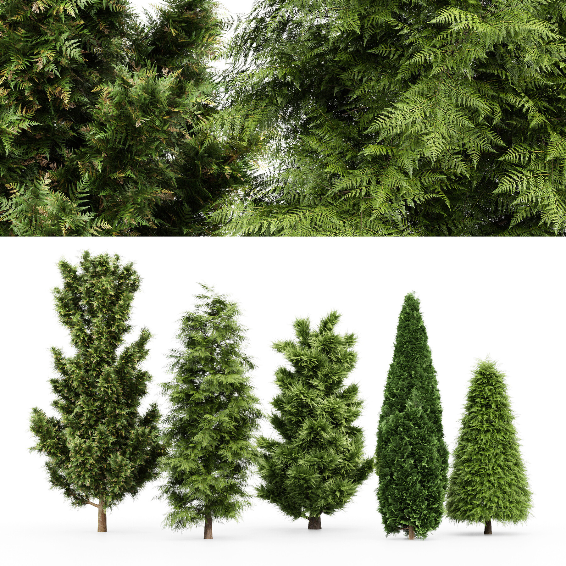 ArtStation - 5 Different tree - Leyland cypress - Slender Hinoki ...