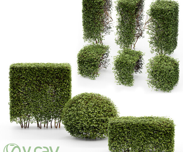 ArtStation - Dwarf Yaupon Holly - Spherical + Box hedge | Resources