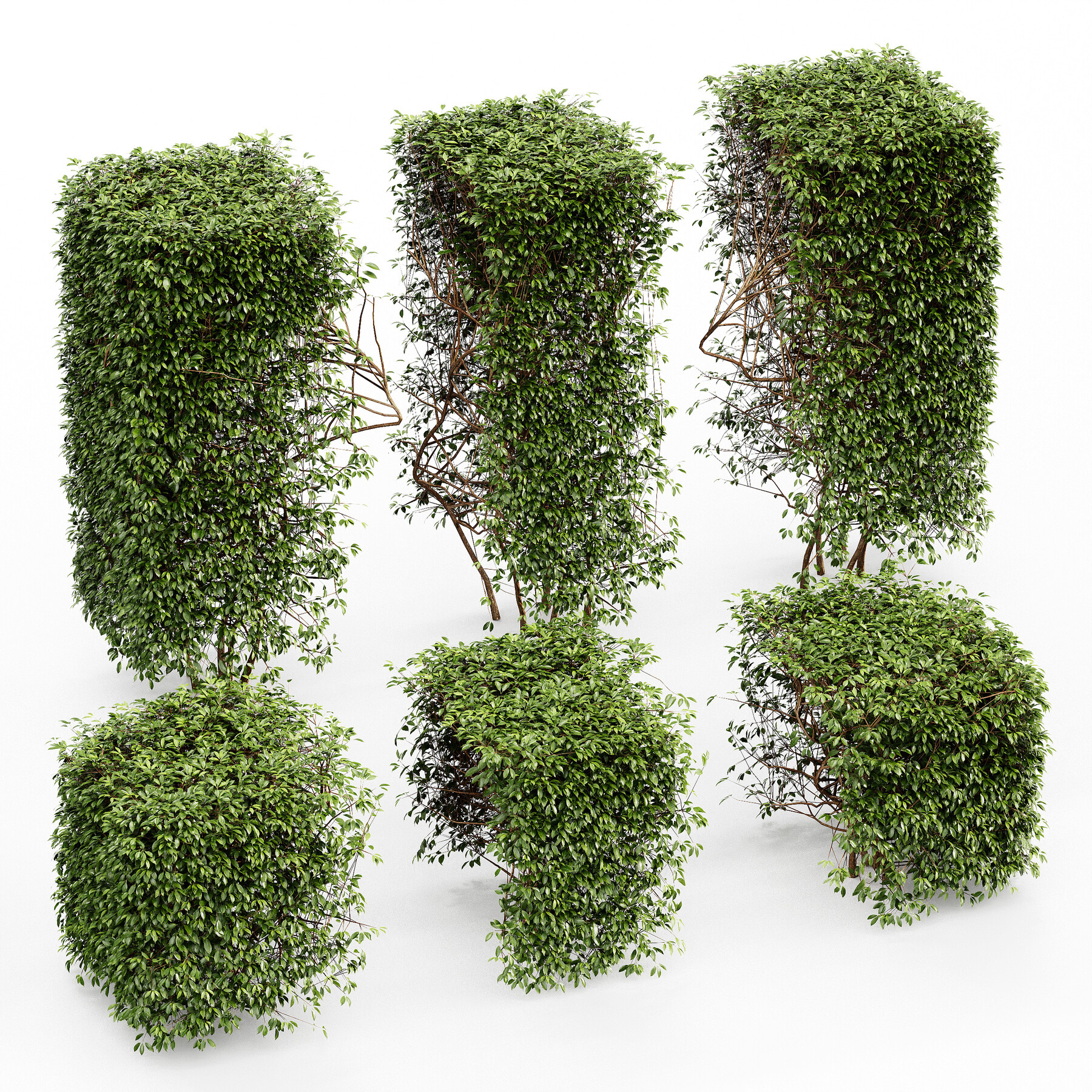 ArtStation - Dwarf Yaupon Holly - Spherical + Box hedge | Resources