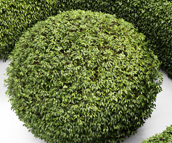 ArtStation - Dwarf Yaupon Holly - Spherical + Box hedge | Resources
