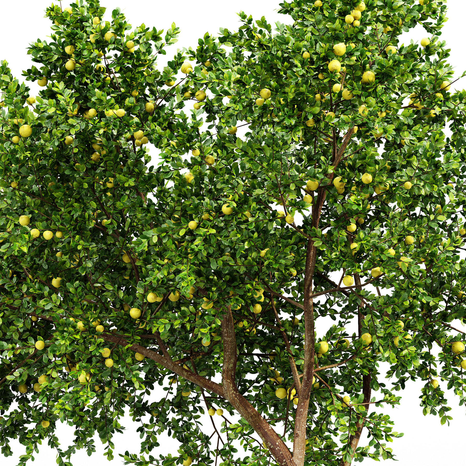 ArtStation - Fruit 2tree Lemon | Resources