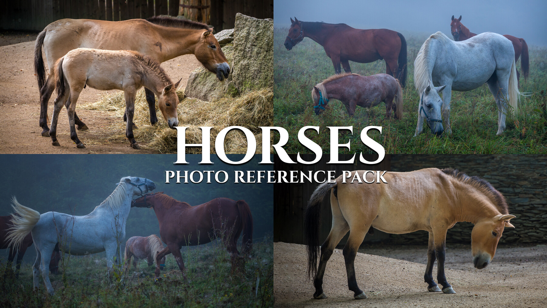 ArtStation - Horses - Reference Photo Pack For Artists 397 JPEGs noAI ...