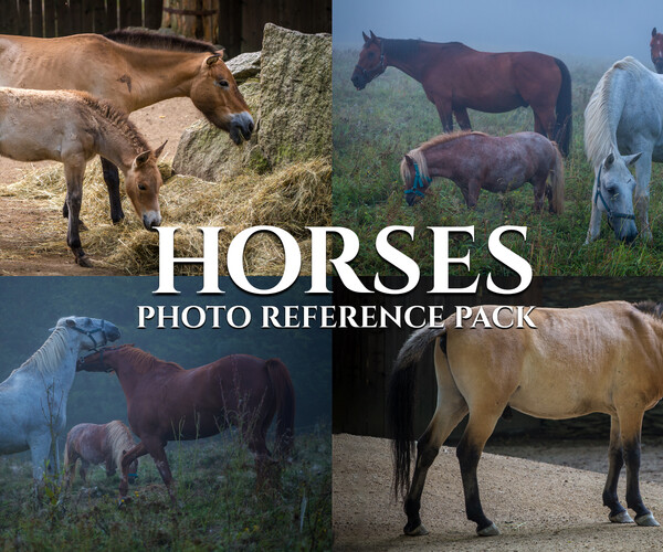 ArtStation - Horses - Reference Photo Pack For Artists 397 JPEGs noAI ...